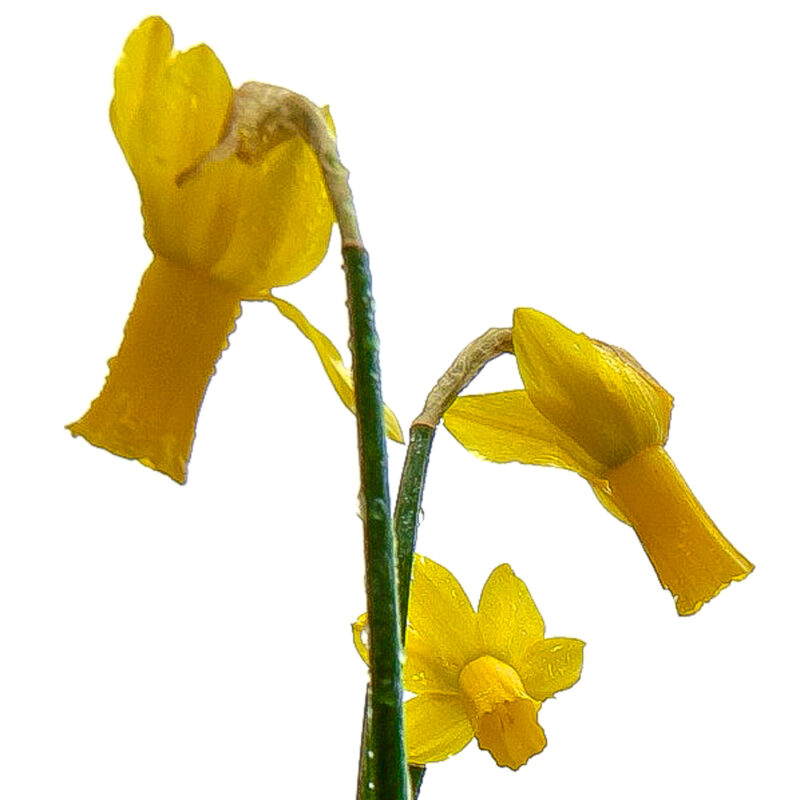 Bridge Gardens, Bridgehampton — Portfolio / 1 — The Pageantry of ...