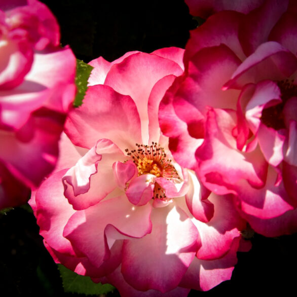 Bridge Gardens, Bridgehampton — Portfolio / 1 — The Pageantry of ...