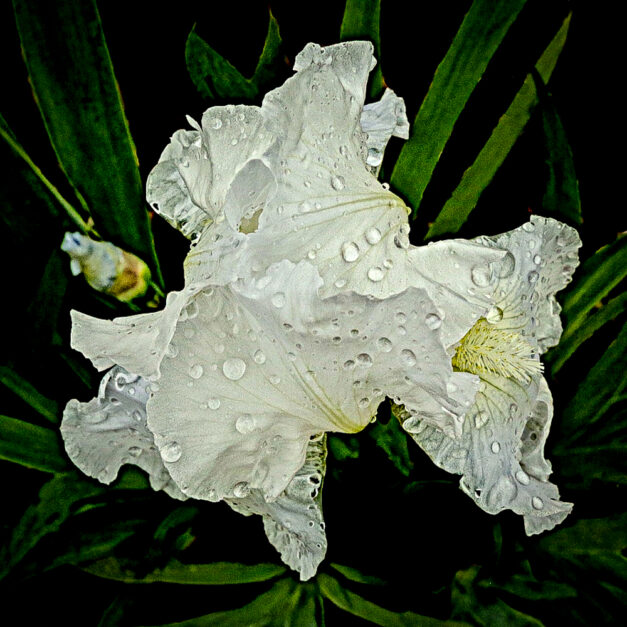 Bridge Gardens, Bridgehampton — Portfolio / 1 — The Pageantry of ...