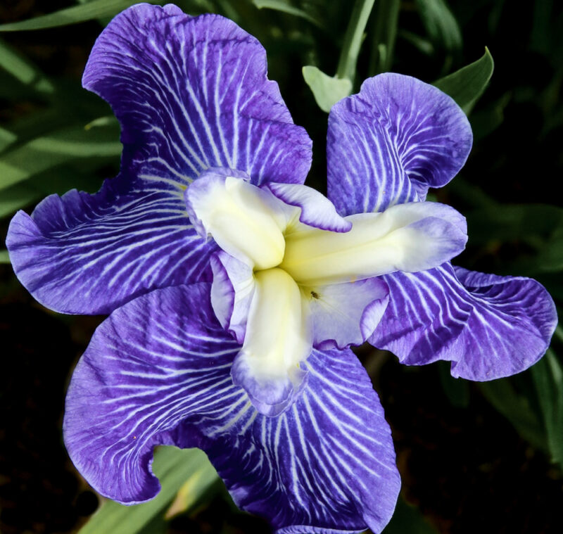 Bridge Gardens, Bridgehampton — Portfolio / 1 — The Pageantry of ...