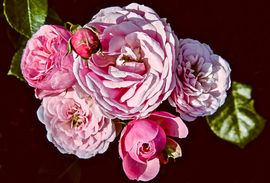 Bridge Gardens, Bridgehampton — Portfolio / 1 — The Pageantry of ...