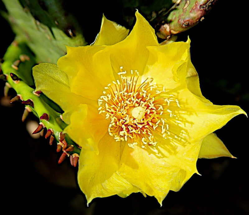 Bridge Gardens, Bridgehampton — Portfolio / 1 — The Pageantry of ...