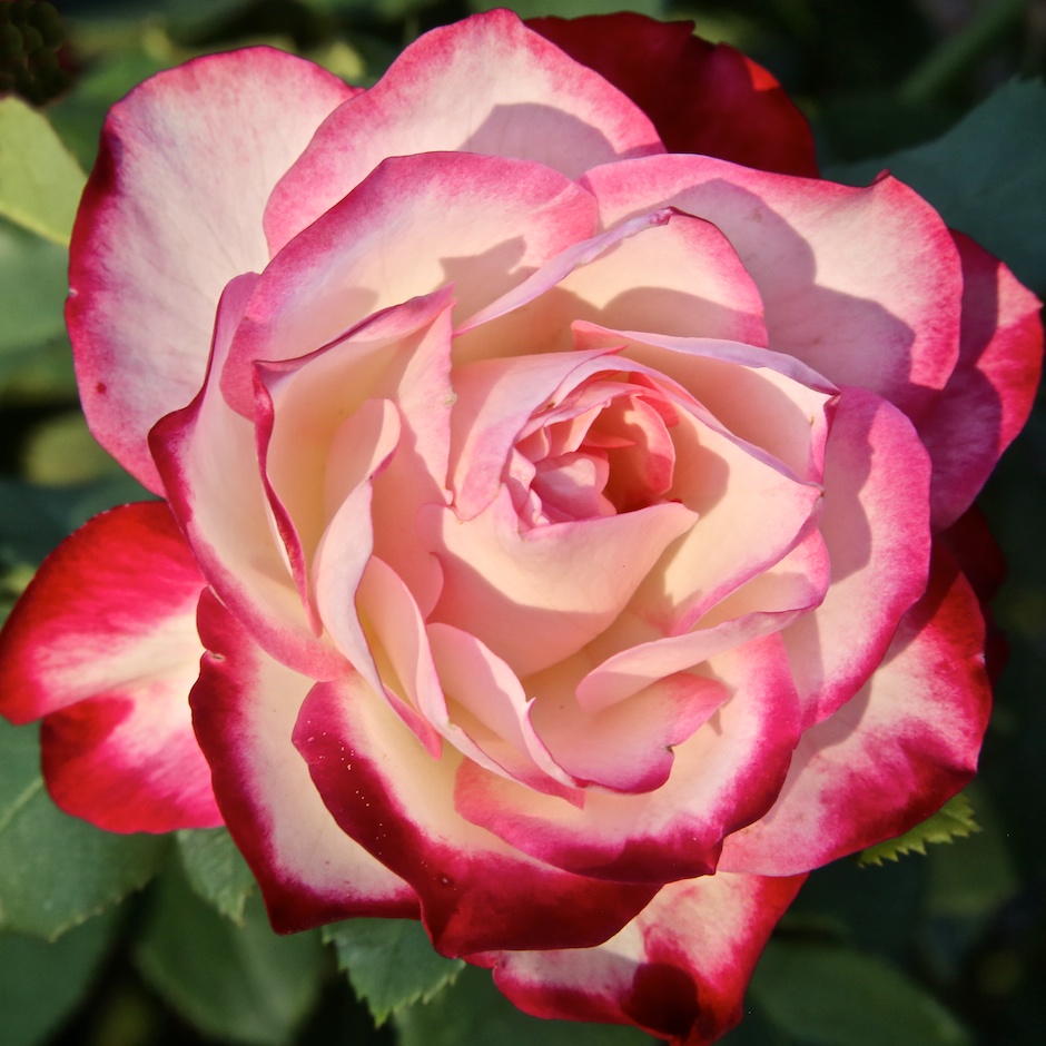 Bridge Gardens, Bridgehampton — Portfolio / 2 — The Pageantry of ...