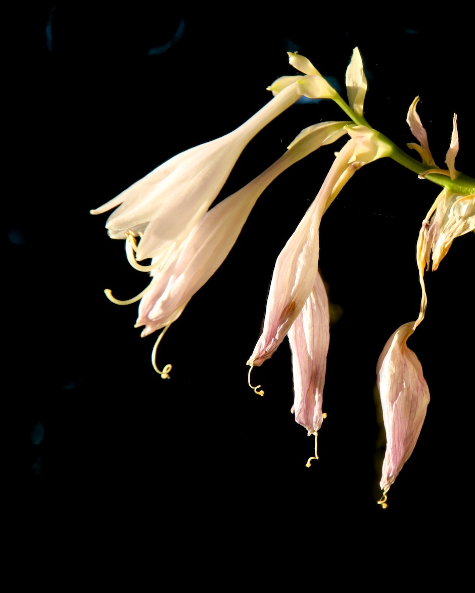 Bridge Gardens, Bridgehampton — Portfolio / 2 — The Pageantry of ...