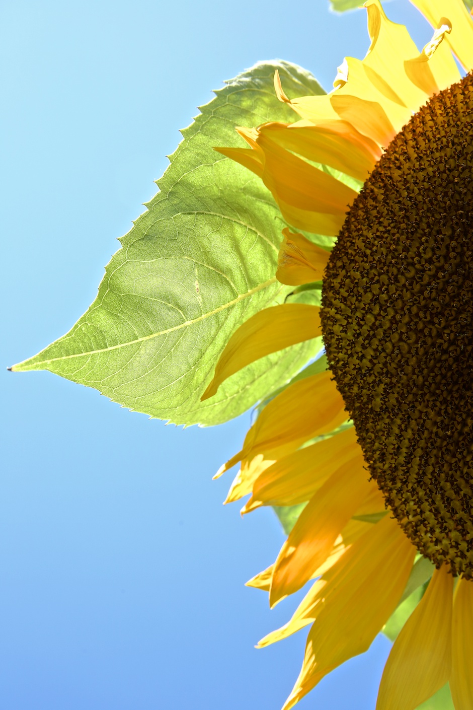 Bridge Gardens, Bridgehampton — Portfolio / 2 — The Pageantry of ...