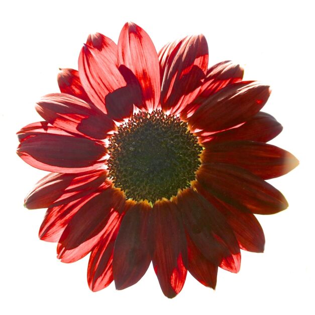 Bridge Gardens, Bridgehampton — Portfolio / 2 — The Pageantry of ...