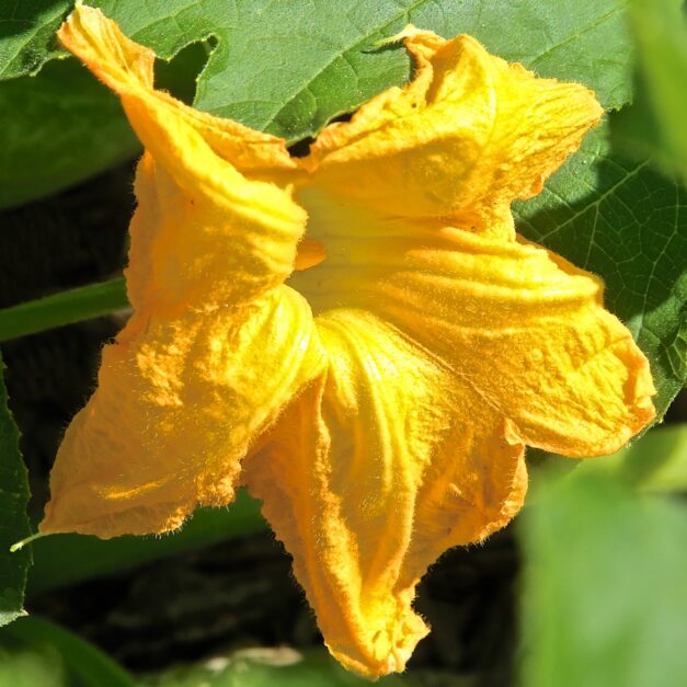 Bridge Gardens, Bridgehampton — Portfolio / 2 — The Pageantry of ...